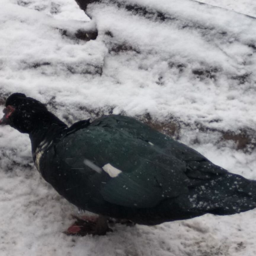 Селезень индоутки. Чёрный изумруд