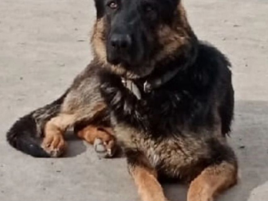 Немецкая овчарка