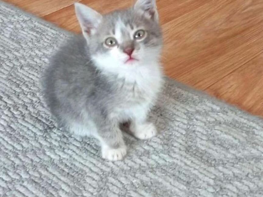 Котёнок мальчик 1.5 месяца