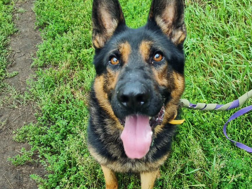 Собака в добрые руки