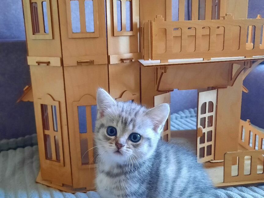 Шотландский котенок девочка