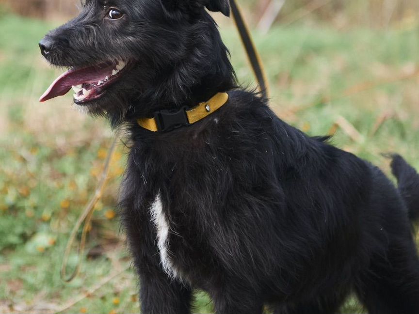 Ризеншнауцер, метис