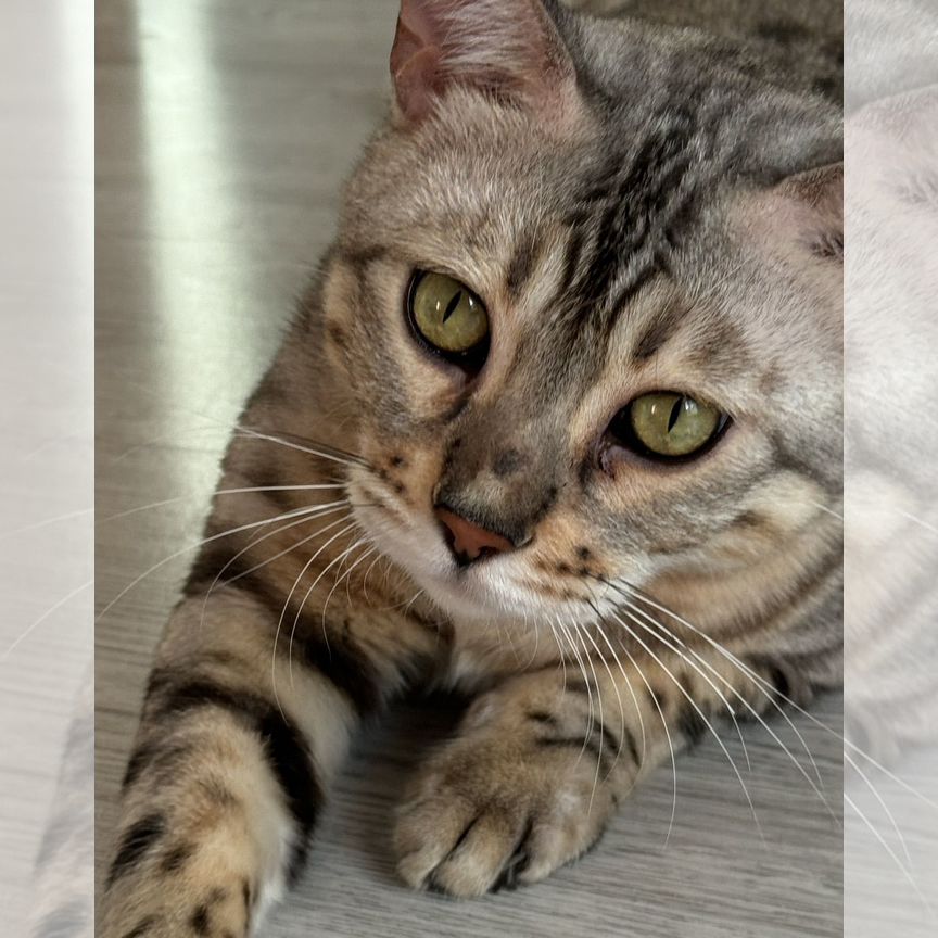 Отдам кота в добрые руки бесплатно