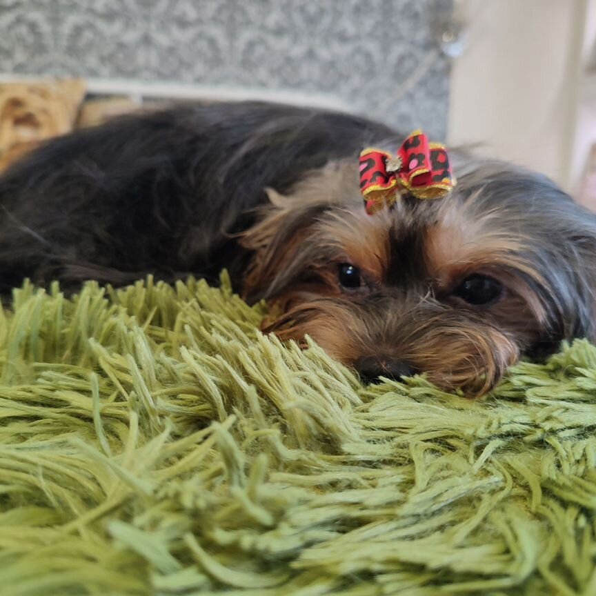 Девочка Йорк