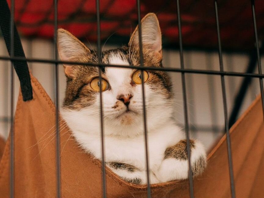 Кот Котти ищет дом