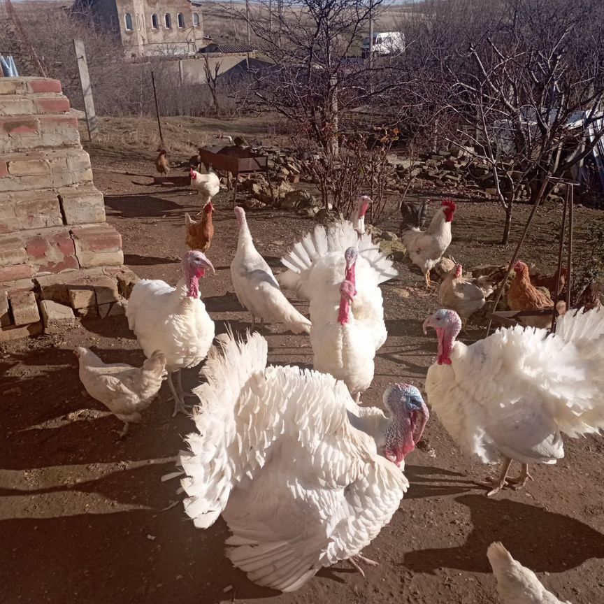 Индюки самцы