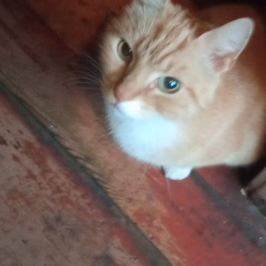 Котик, у которого умерла хозяйка