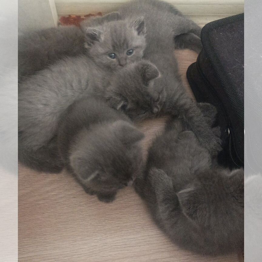 Шотландские прямоухие котята