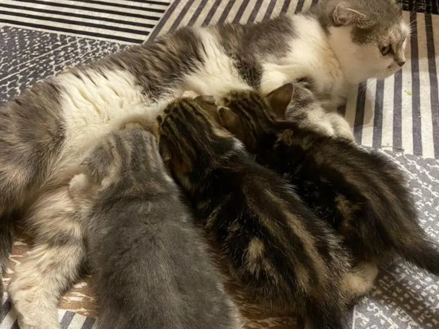 Шотландские котята