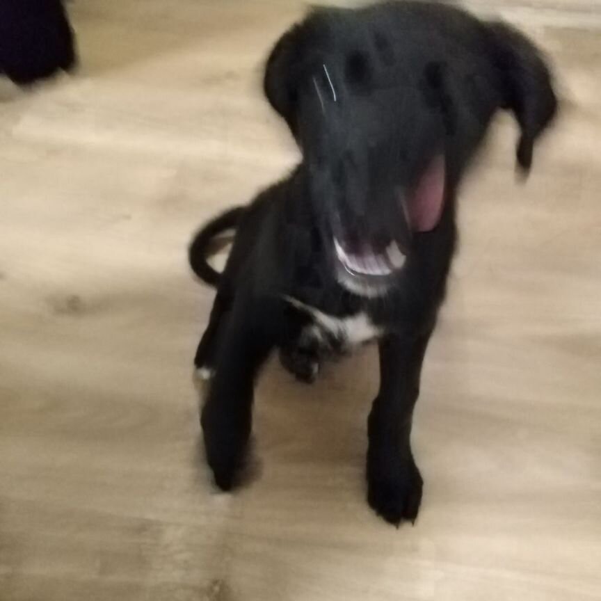 Щенок в добрые руки бесплатно