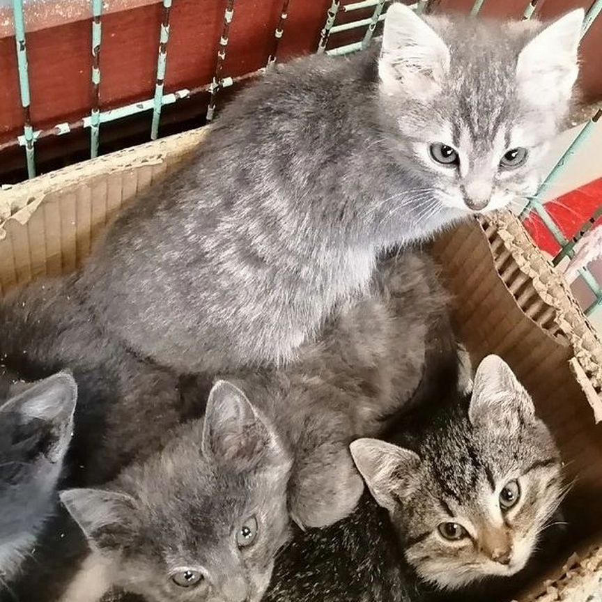 Котята в добрые руки бесплатно