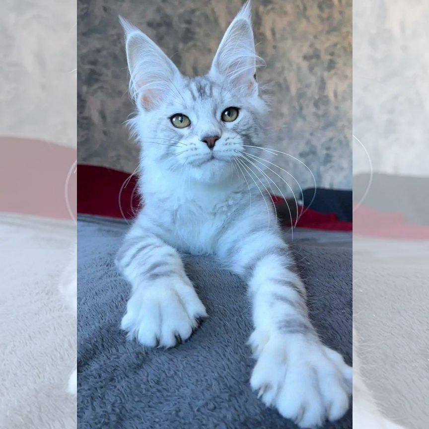 Мейн-кун котёнок