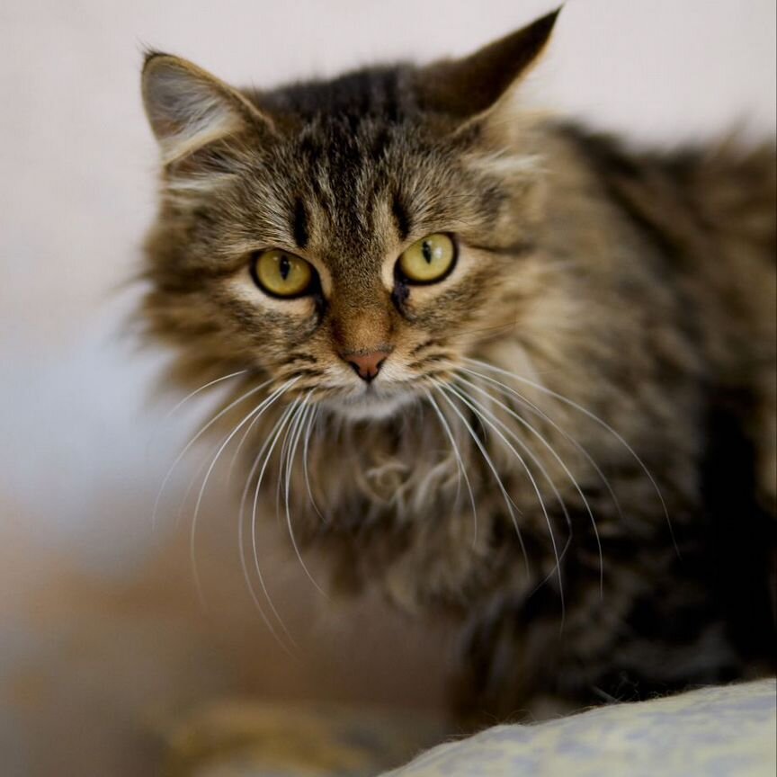 Взрослая кошка в добрые руки