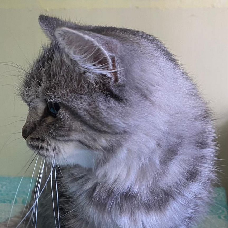Самое нежное создание