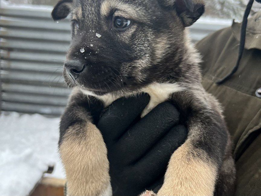 Щенки маламута метисы