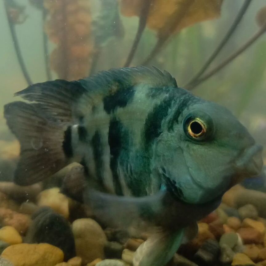 Аквариумные рыбки