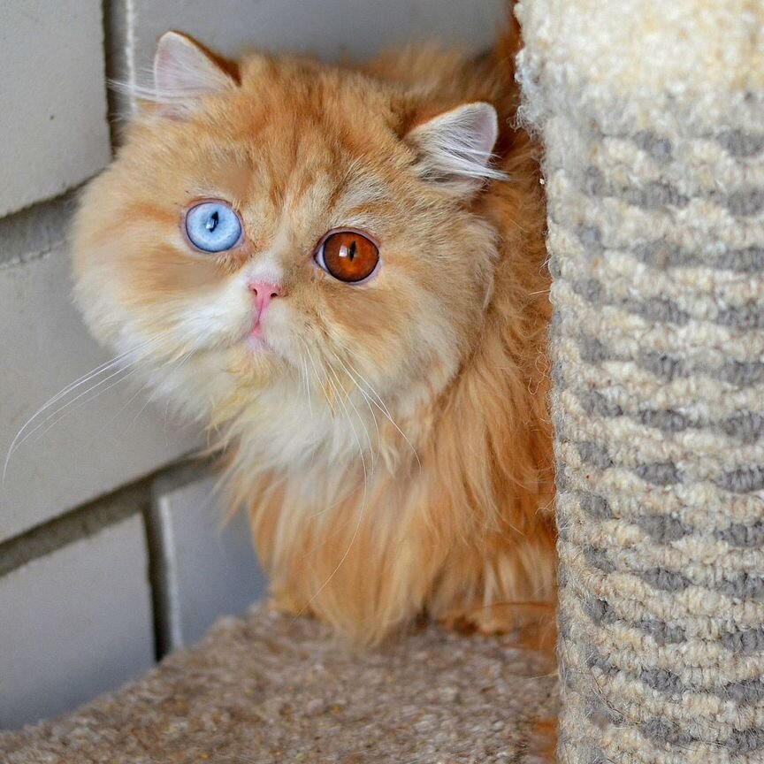 Доминантный ген, разноглазый мальчик