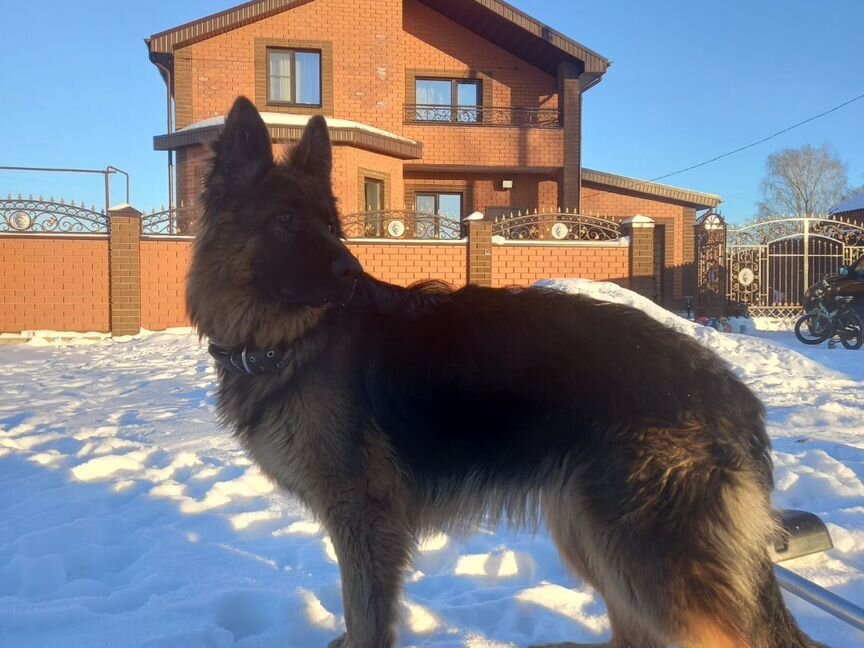 Щенки немецкой овчарки