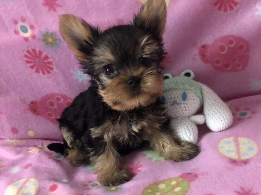 Йоркширский терьер щенки