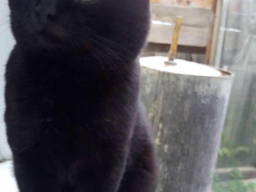 Кот