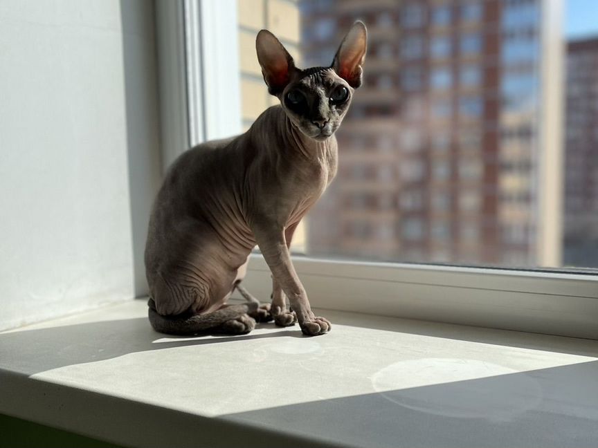 Сфинкс, 2 года