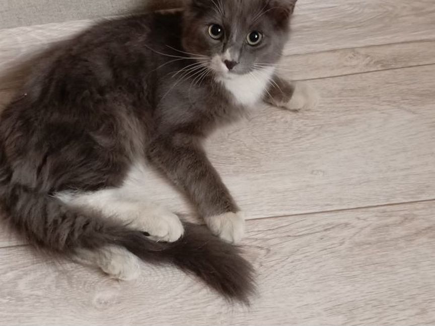 Котенок кнопа