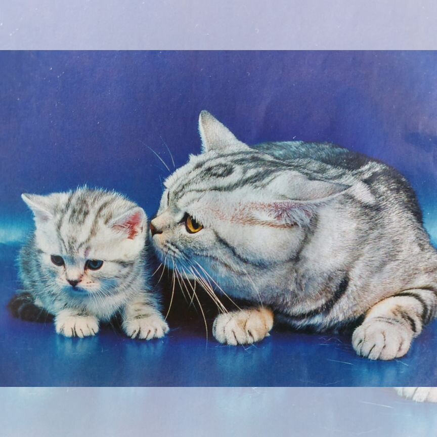 Британская