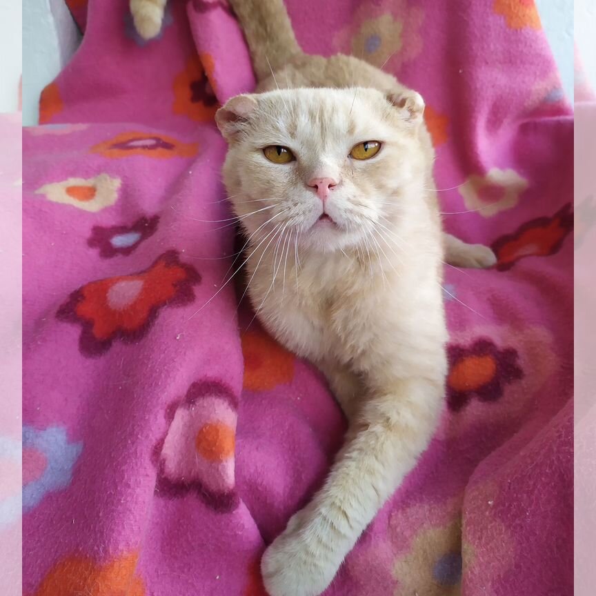 Котик в хорошие руки