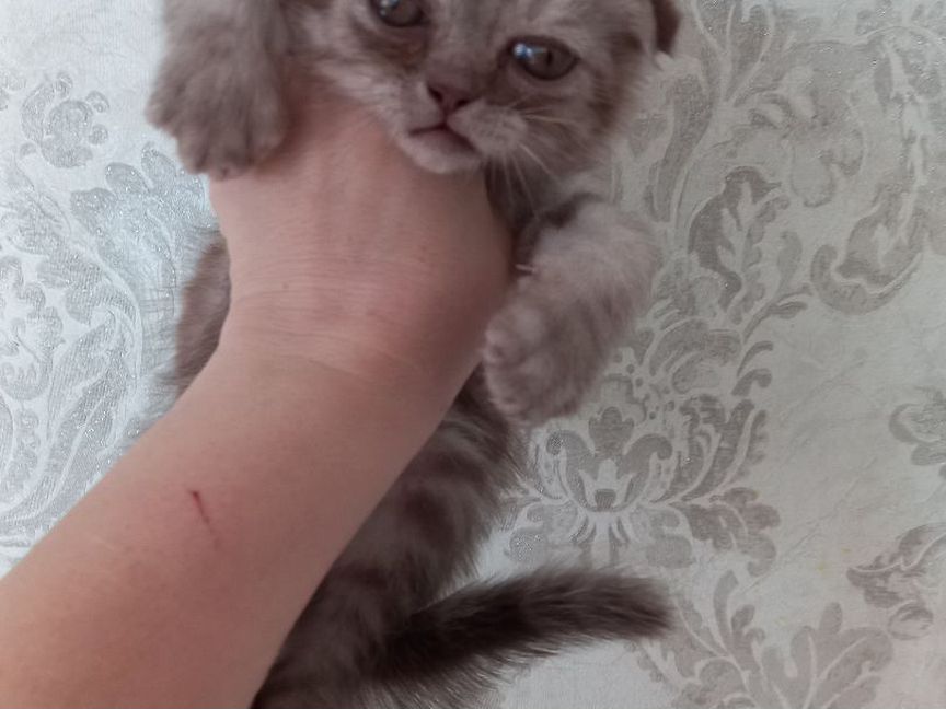 Шотландский красавчик