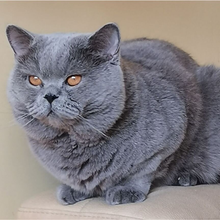 Жених на вязку