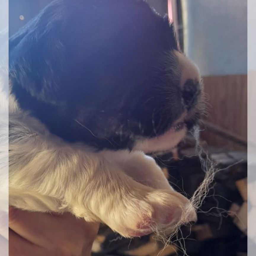 Кавказская овчарка