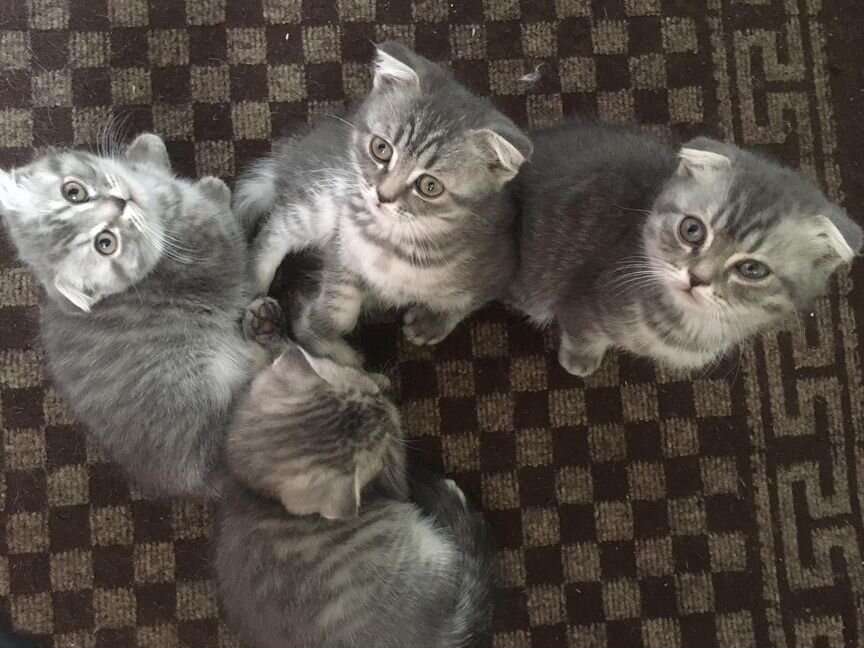 Шотландские вислоухие котята