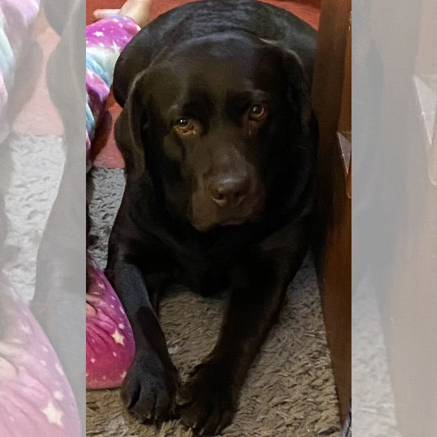 Лабрадор-ретривер, взрослая собака