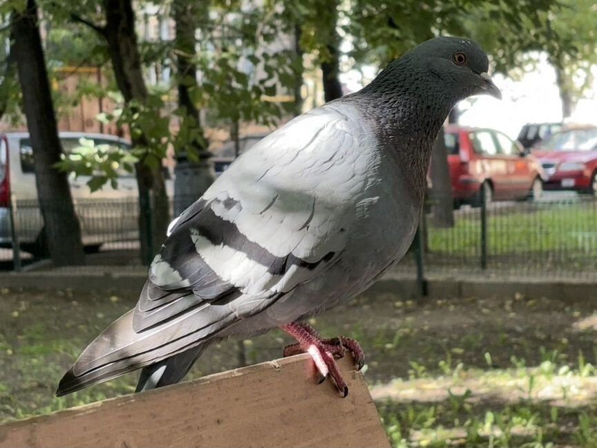 Ручной голубь