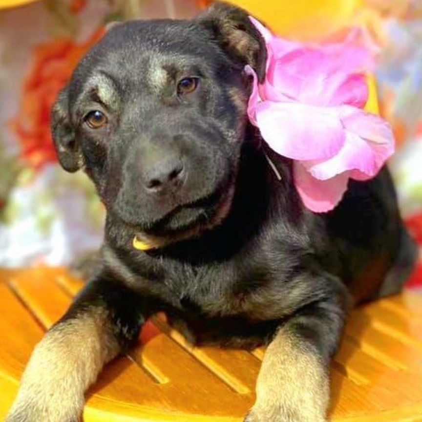 Знойная красотка Шейла ищет дом