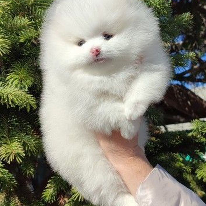 Померанский шпиц