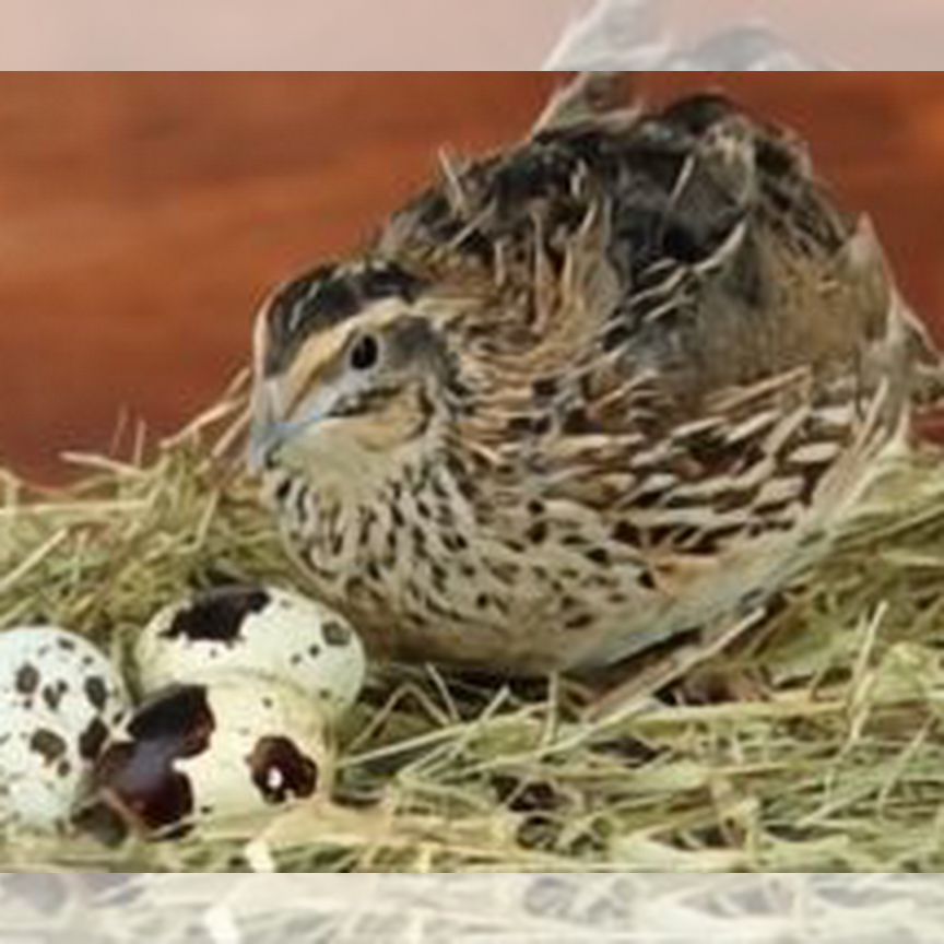 Перепел маньчжурский несушки