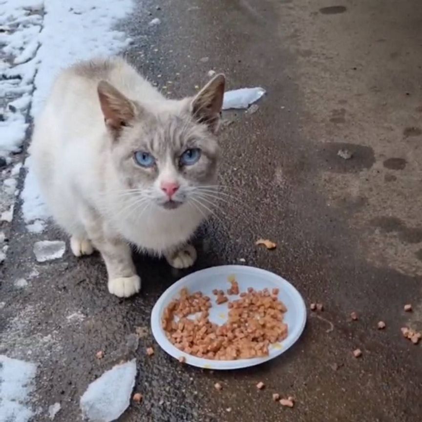 Кошечка замерзает,нужна помощь в пристройстве