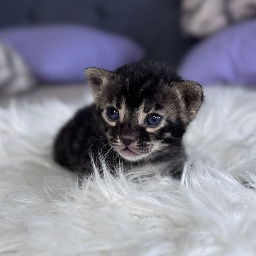 Угольные девочки