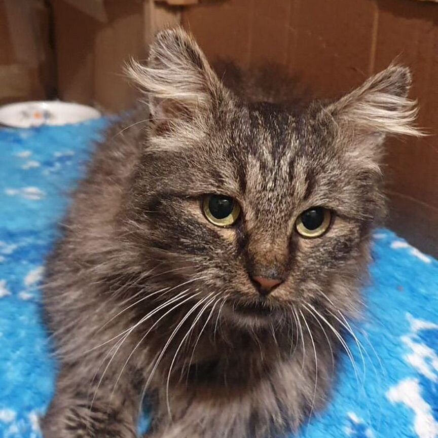 Молодой ласковый котик ищет дом