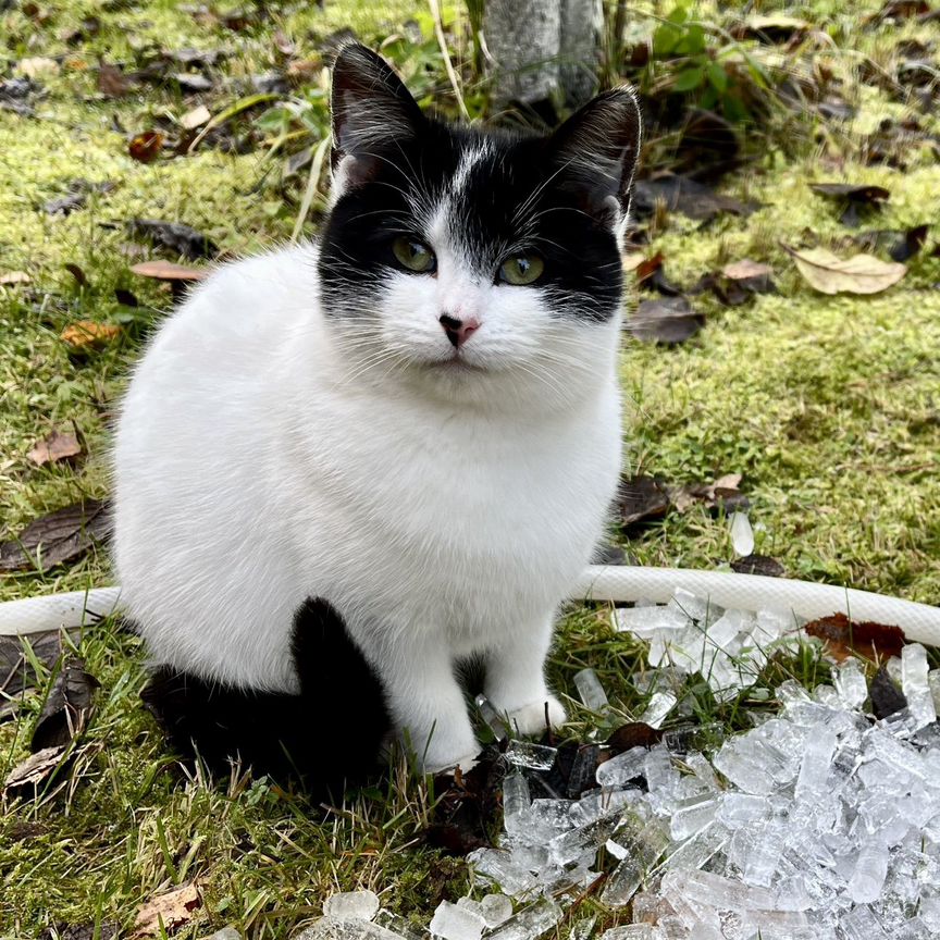 Отдам котёнка в добрые руки
