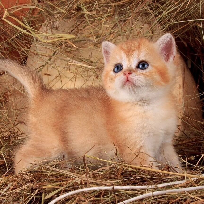 Шотландский прямоухий короткошёрстный котёнок