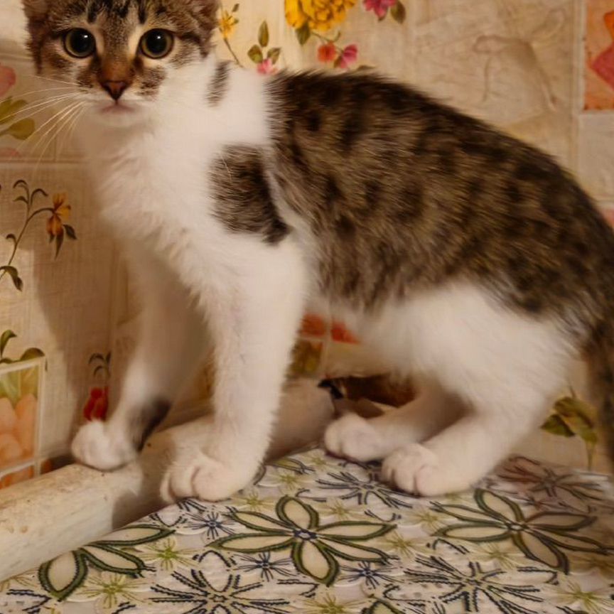 Котёнок в добрые руки