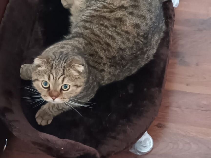 Лежанка, диван для кота