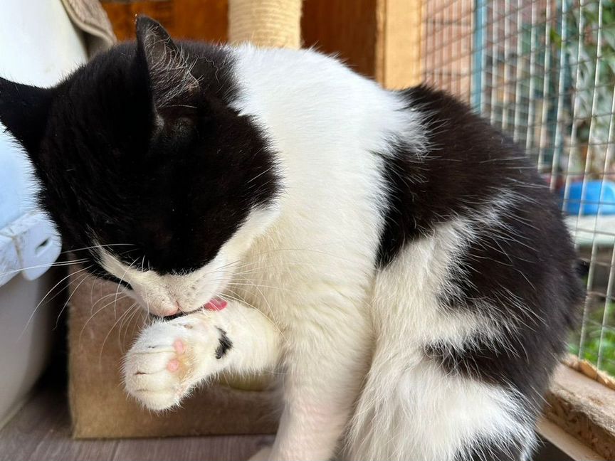 Домашний котик в приюте