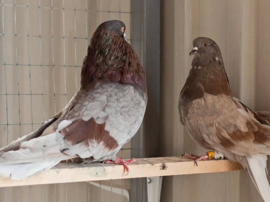 Продажа голубей