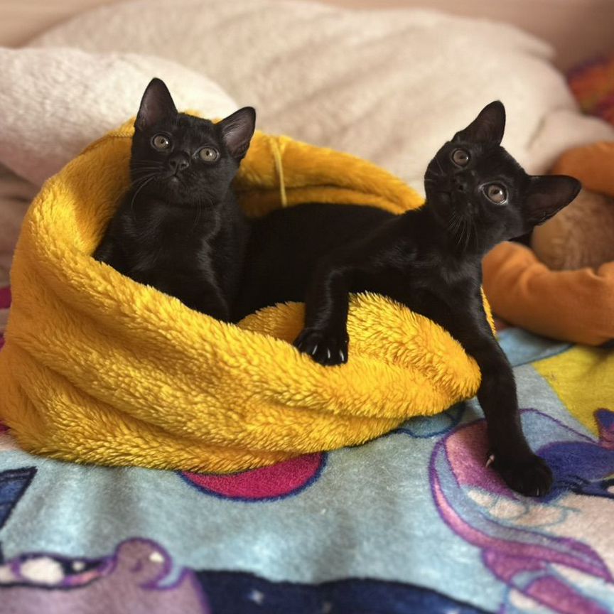 Бомбейские котята