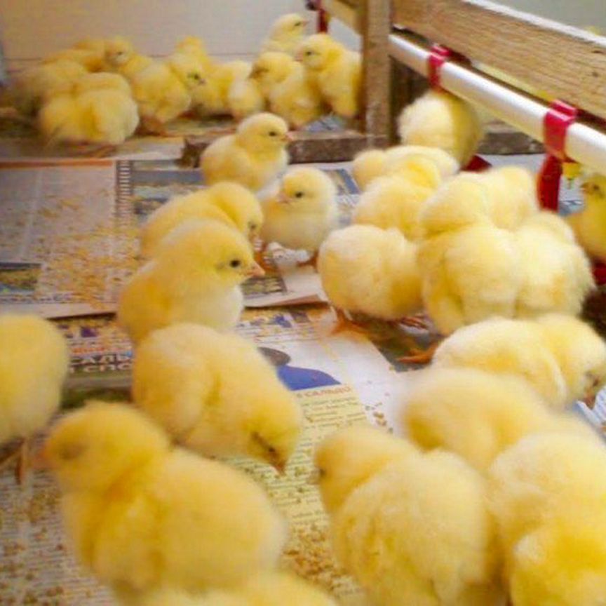 Суточные бройлеры Кооб 700