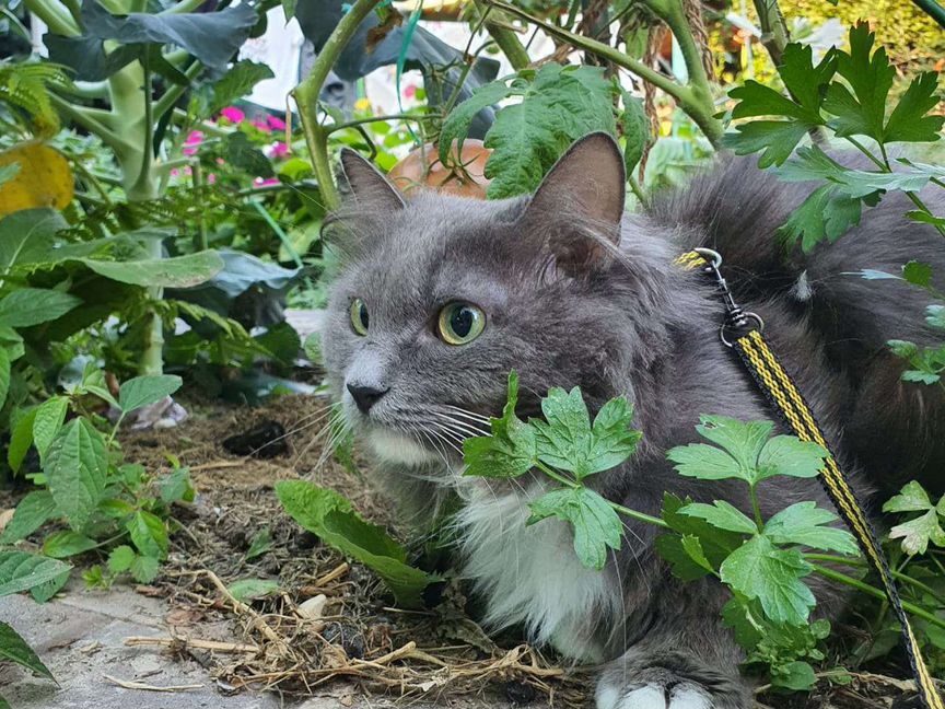 Сибирская кошка бесплатно