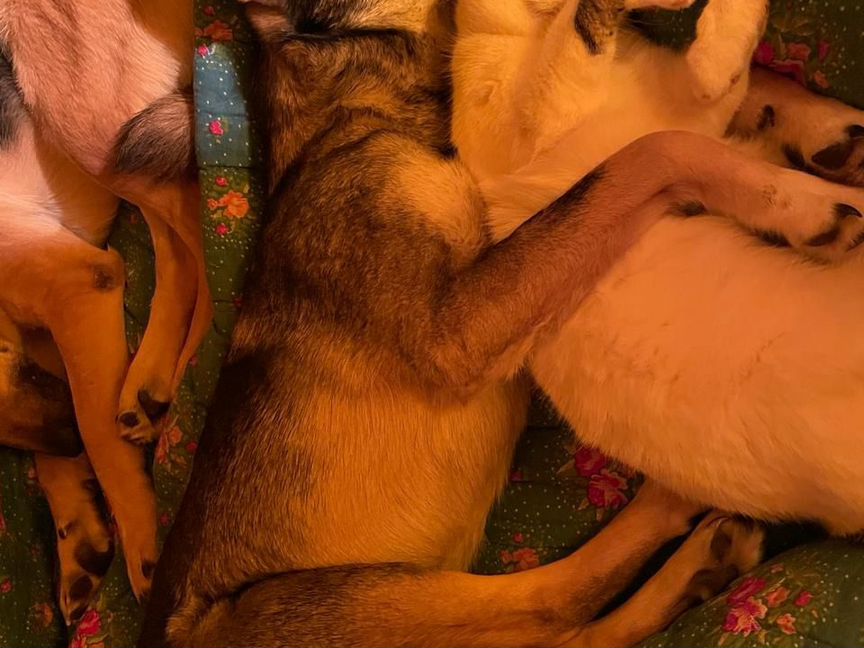 Ласковая и нежная собака Сони